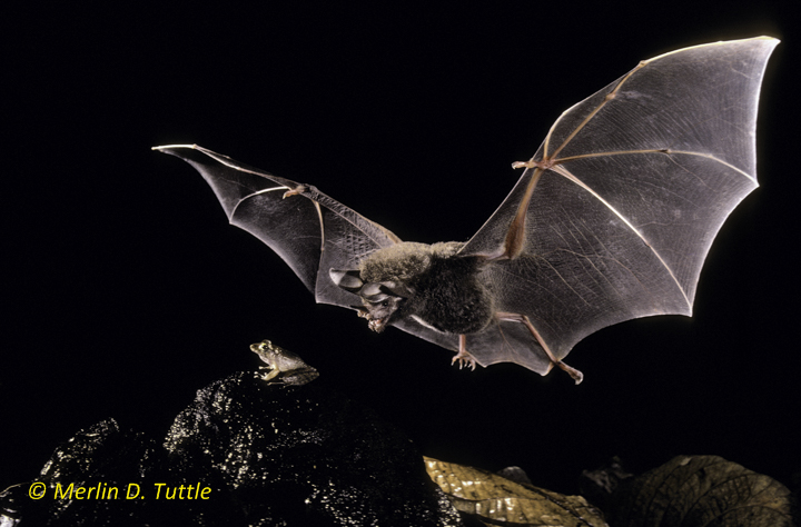 These Bats Look Exactly Like Teddy Bears and Cute Little Piggies ...