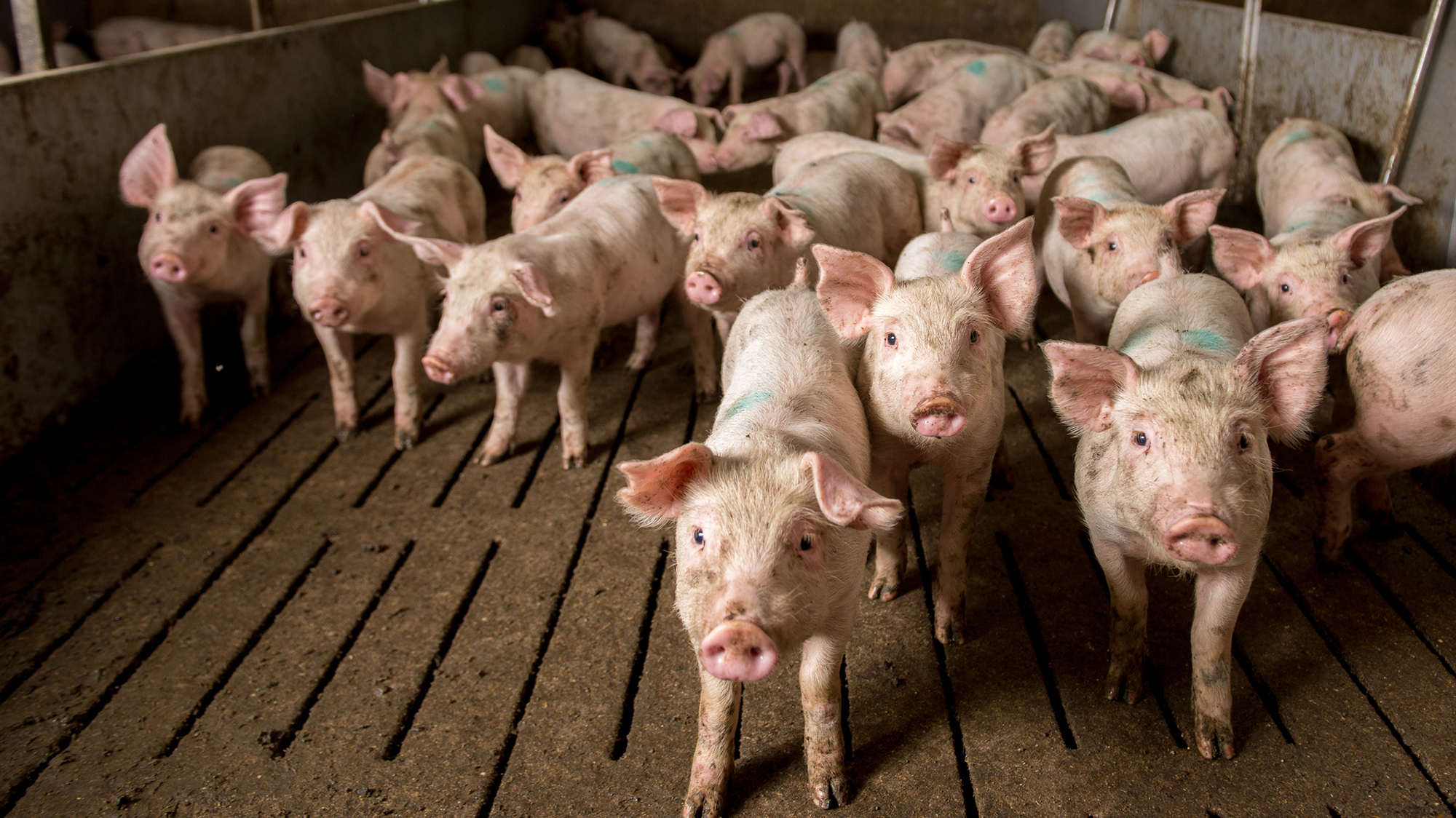 We Have No Way of Knowing if This Scary Superbug Has Already Hit the ...