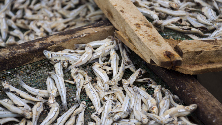 How a Smelly Fish Sauce Helped Solve One of Ancient Rome’s Mysteries ...