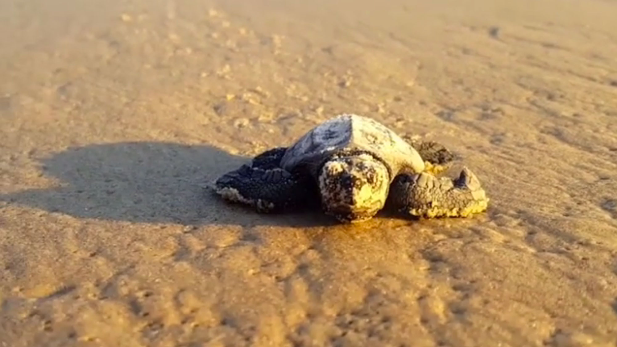 These Baby Turtles Discovering Water Are What You Need Right Now ...