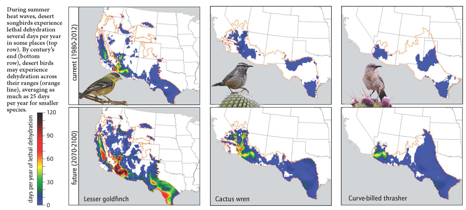 Heat Waves Could Silence the Southwest’s Songbirds – Mother Jones