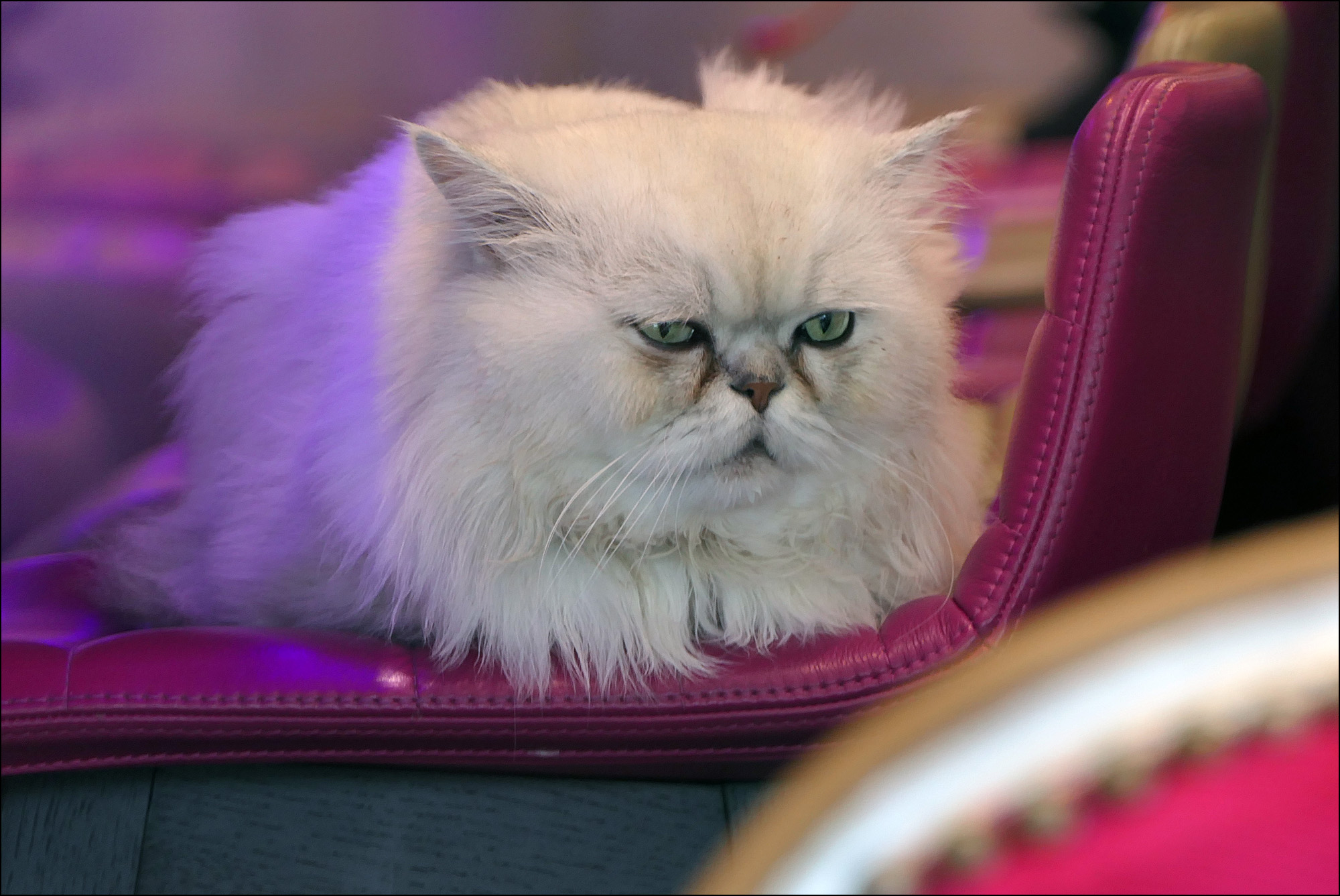 Top 5 Cats of 2017 – Mother Jones