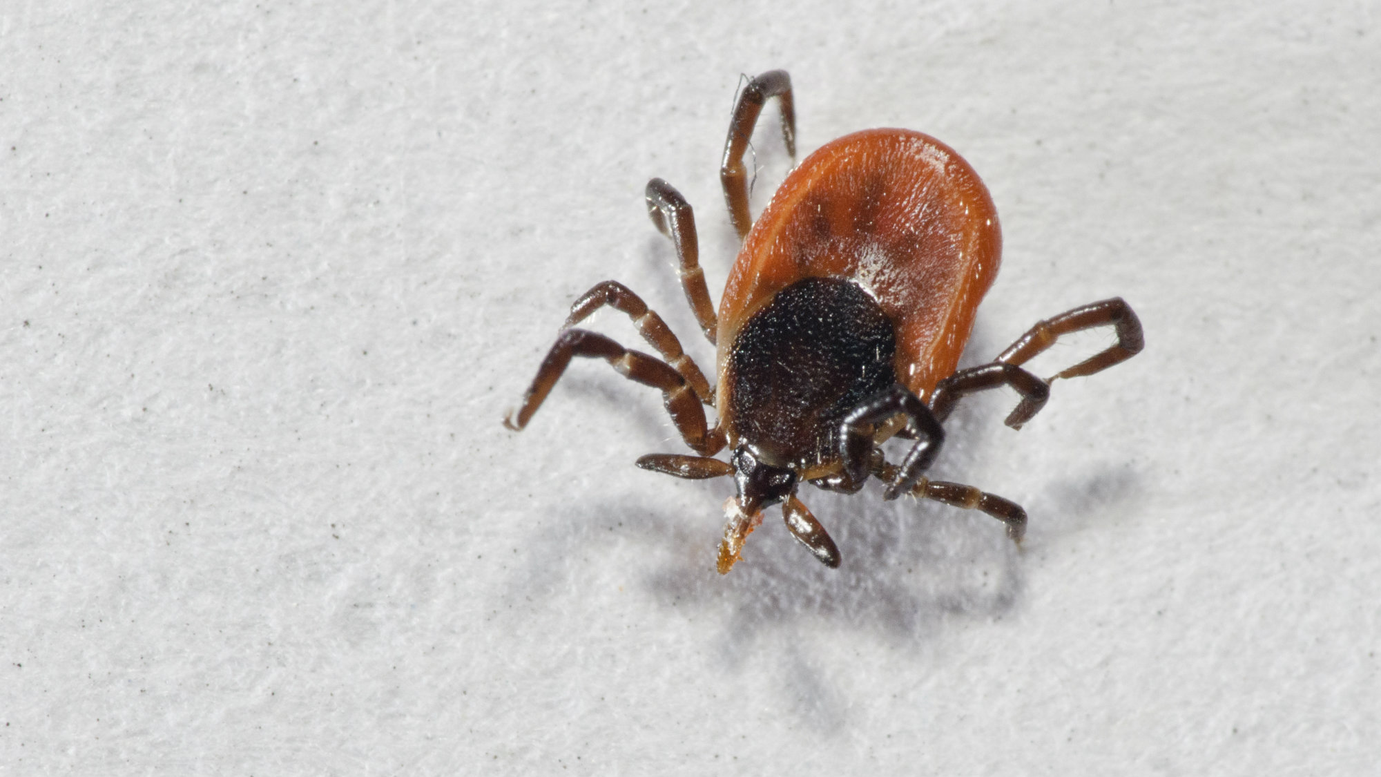 Climate Change Pushes Ticks Into Canada, Bringing Lyme Disease (and ...