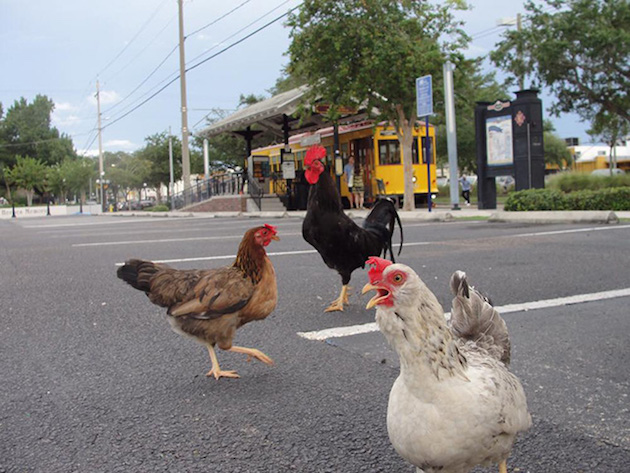 Welcome to Tampa, Where Feral Chickens Are High on the Pecking Order ...