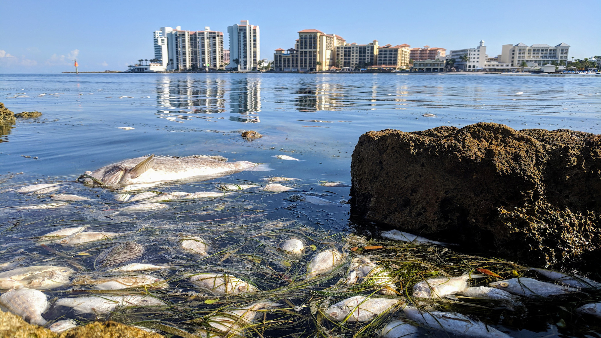 Toxic Red Tide Could Fuel a Blue Win in Florida – Mother Jones