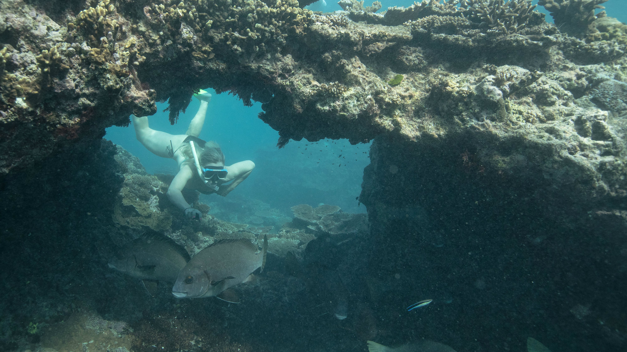 There May Be a ‘Glimmer of Hope’ for the Great Barrier Reef – Mother Jones