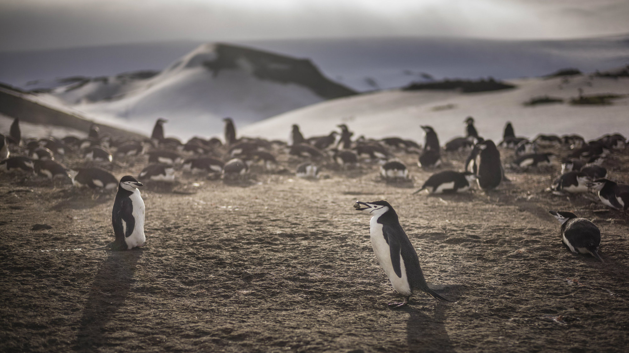 Penguin Poop, Seen From Space, Tells Our Climate Story – Mother Jones