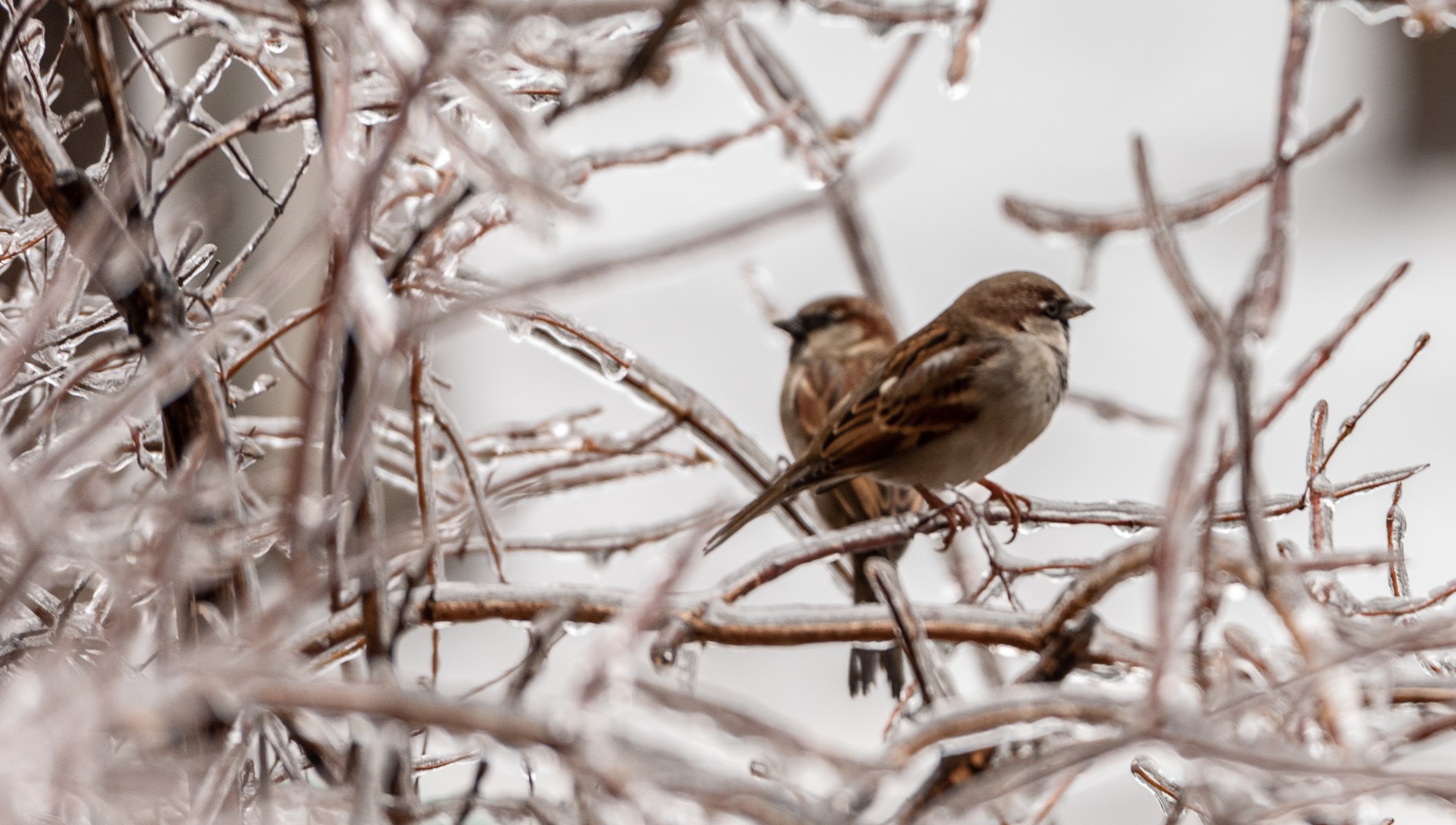 How on Earth Are Birds Surviving During Chicago’s Incredible Cold Snap ...