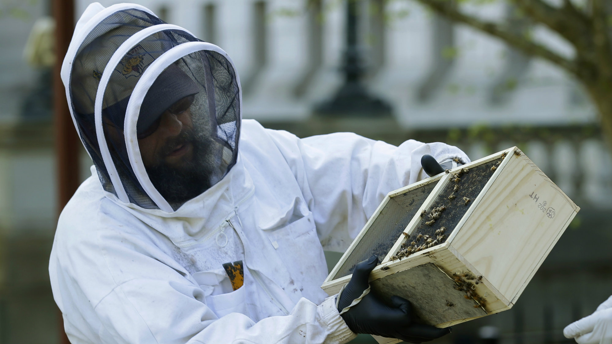 Bees Are Facing Yet Another Existential Threat – Mother Jones