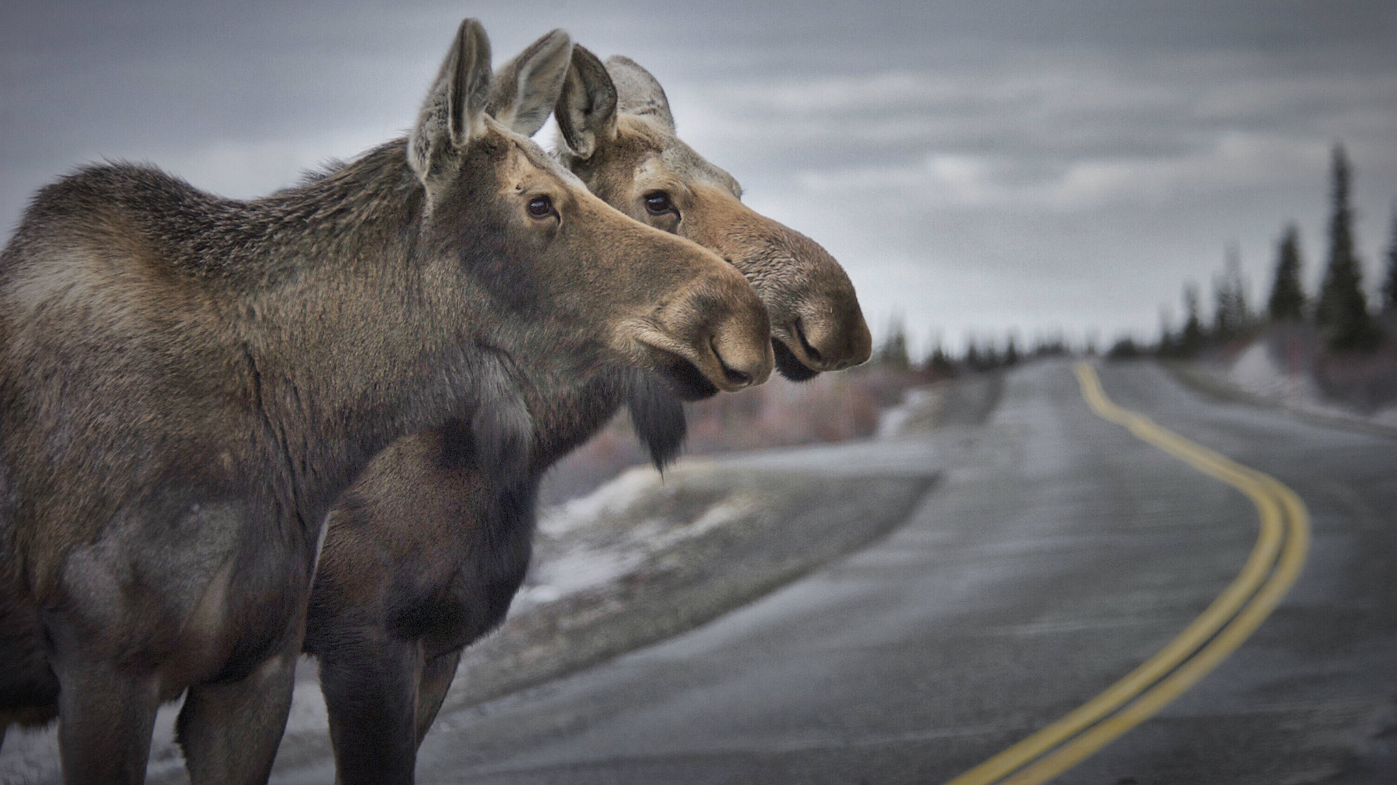 It’s Time to Start Eating Roadkill – Mother Jones