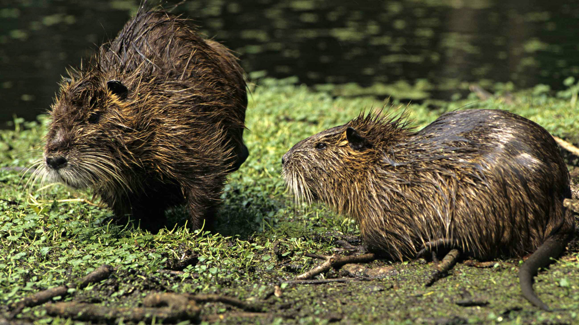 These Giant Rodents Are Eating Louisiana’s Coast – Mother Jones