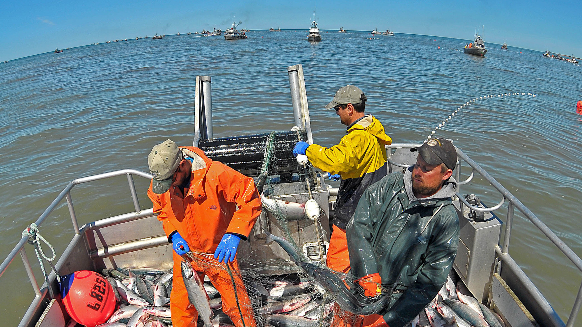 Trump’s EPA May Be About to Screw Over America’s Biggest Wild Salmon ...