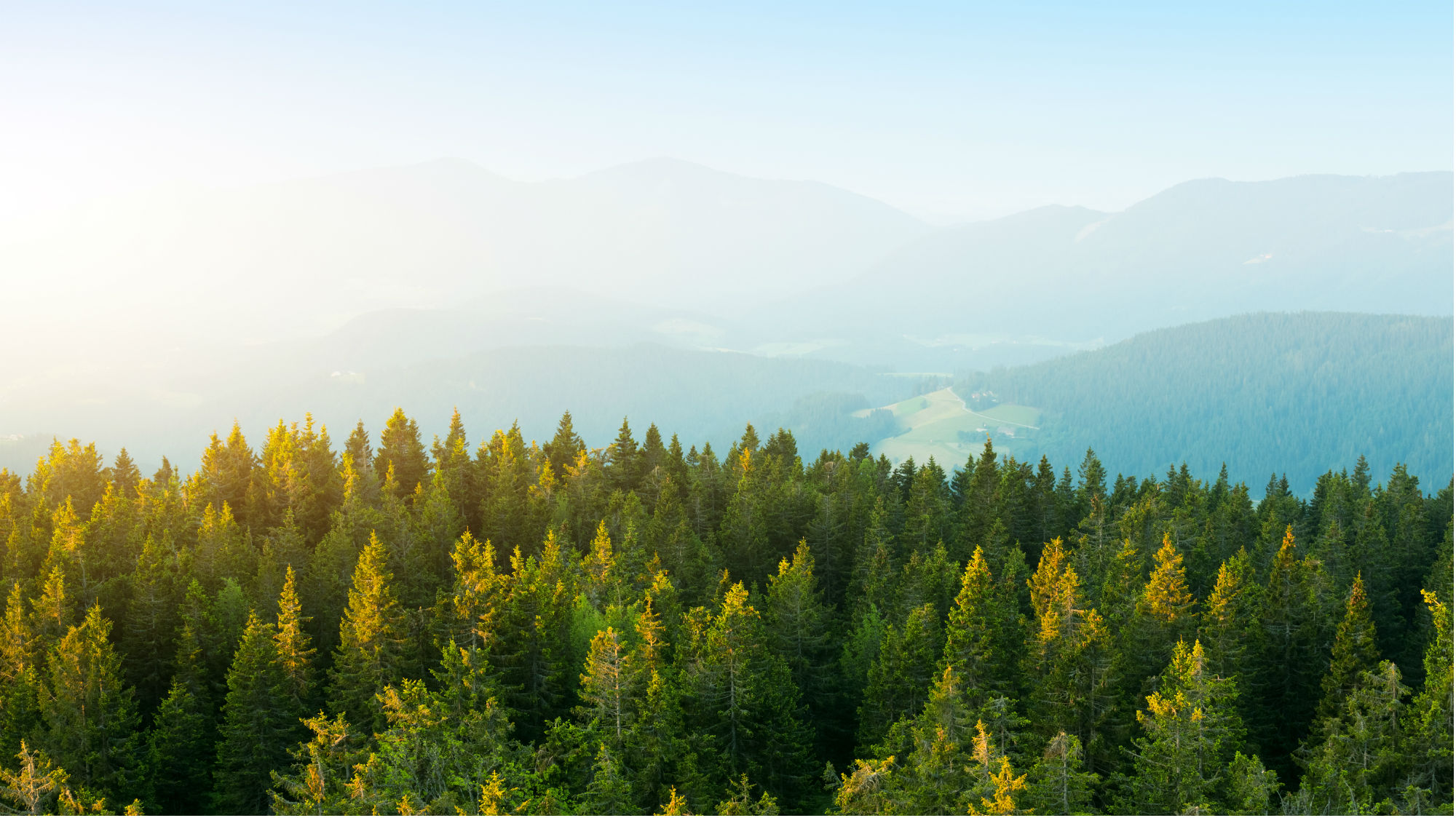 Planting Trees Is Good. Eliminating Deforestation Is Better. – Mother Jones