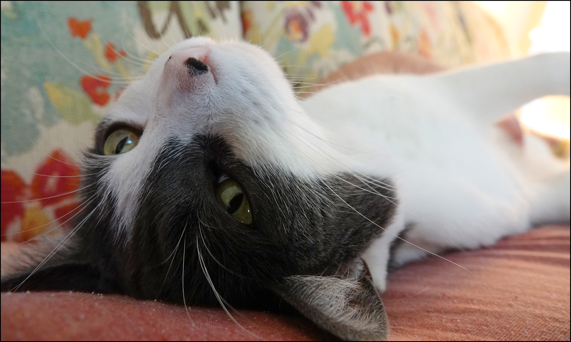 Friday Cat Blogging – 22 January 2021 – Mother Jones