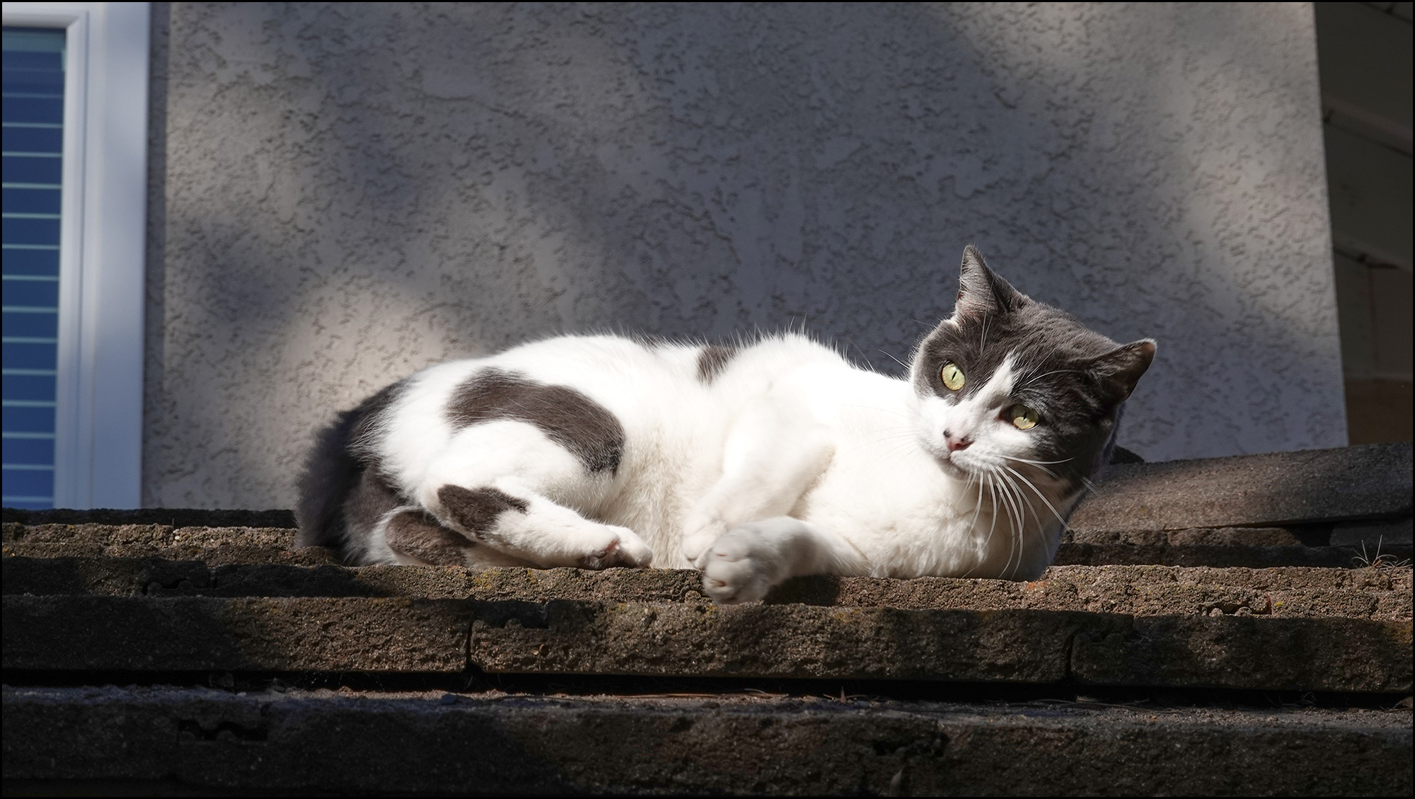 Friday Cat Blogging – 1 January 2021 – Mother Jones