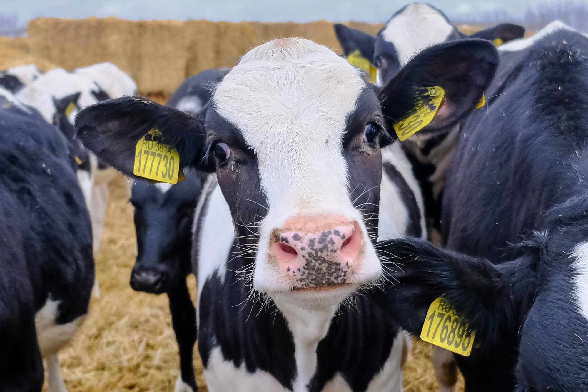 A Salty Solution for Methane-Belching Cows – Mother Jones