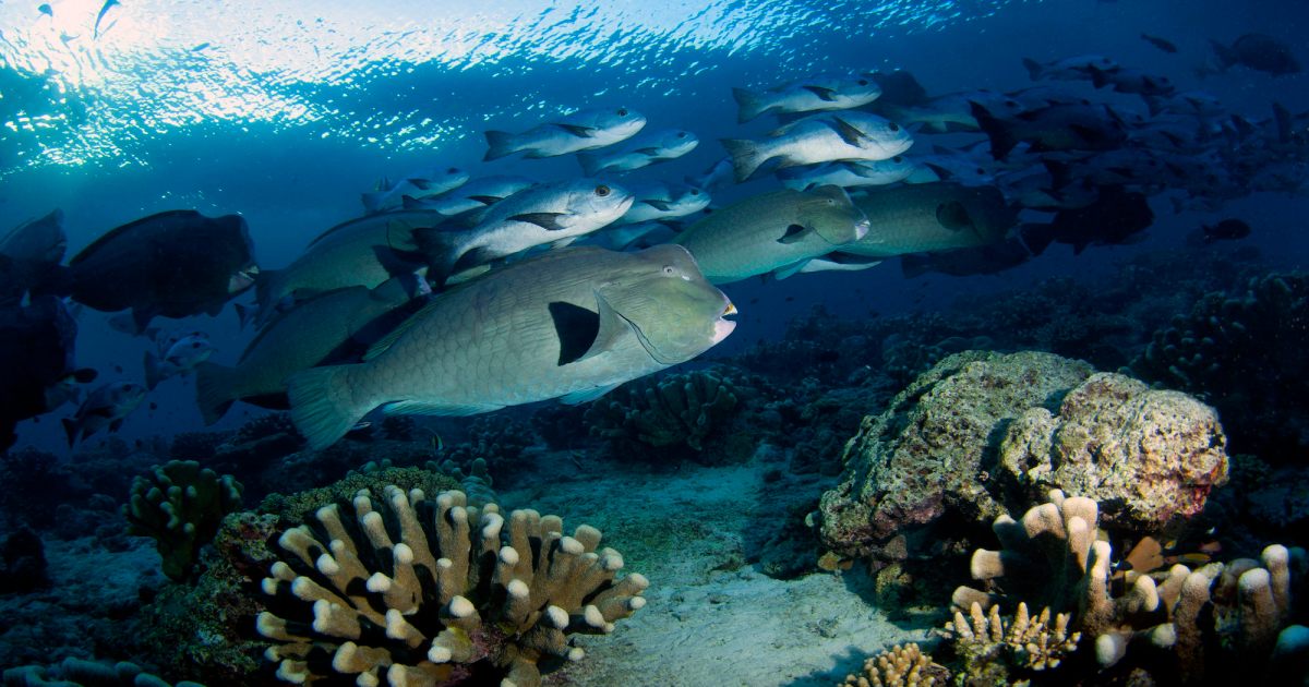 Ocean Warming Is Making Equatorial Waters Uninhabitable – Mother Jones