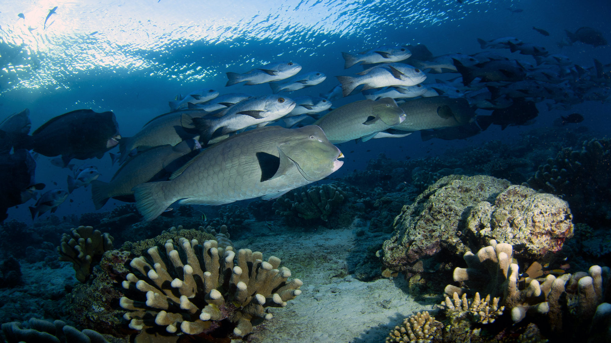 Ocean Warming Is Making Equatorial Waters Uninhabitable – Mother Jones