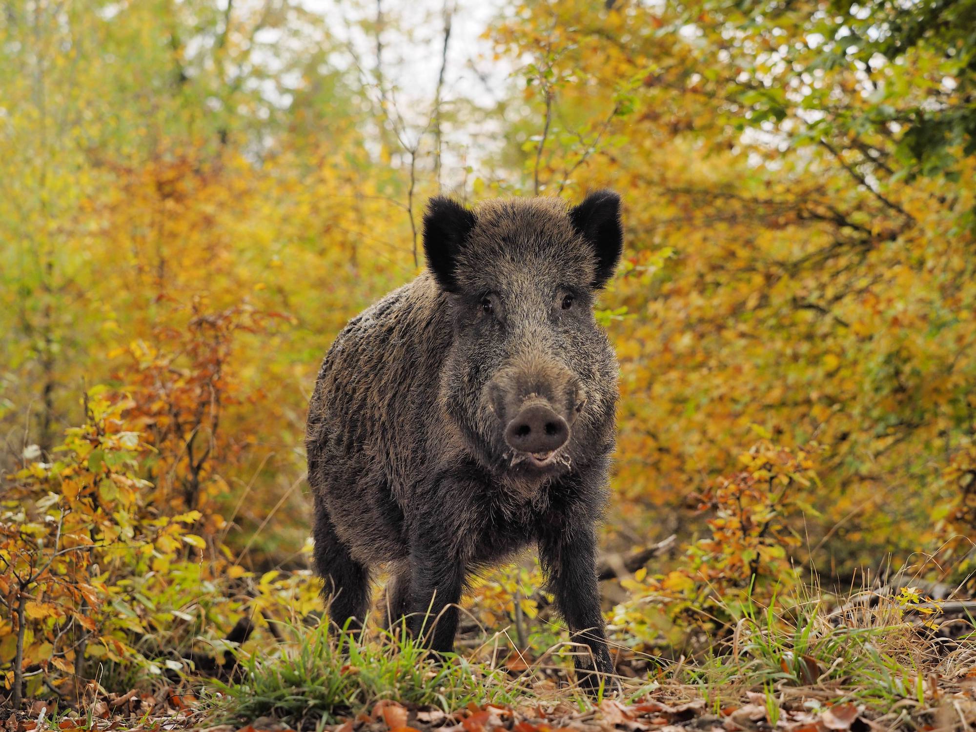And You Thought Poisoning Feral Pigs Would Be Easy? – Mother Jones