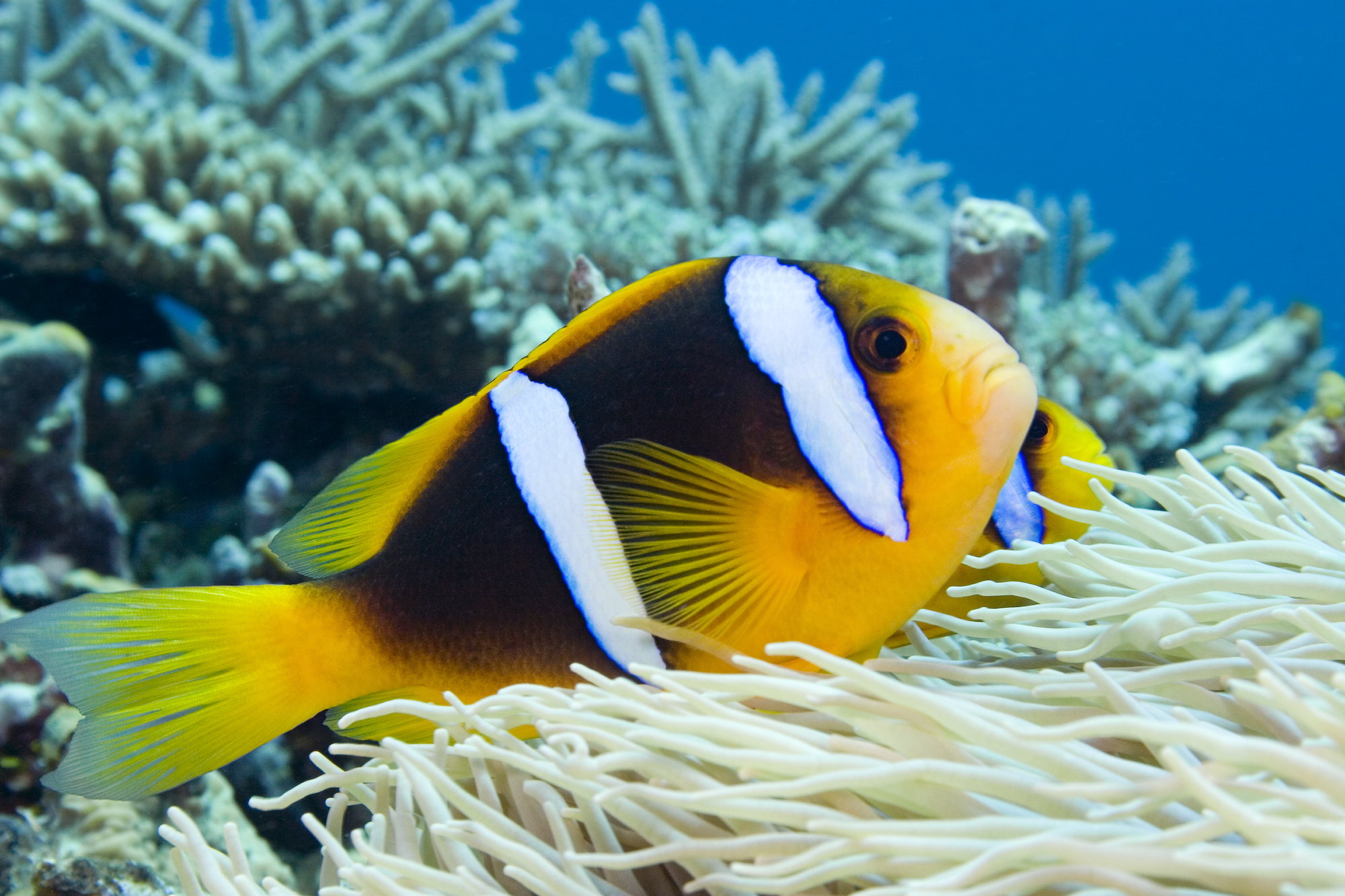 Killing Nemo: Clownfish on Coastal Reefs Live Shorter Lives – Mother Jones