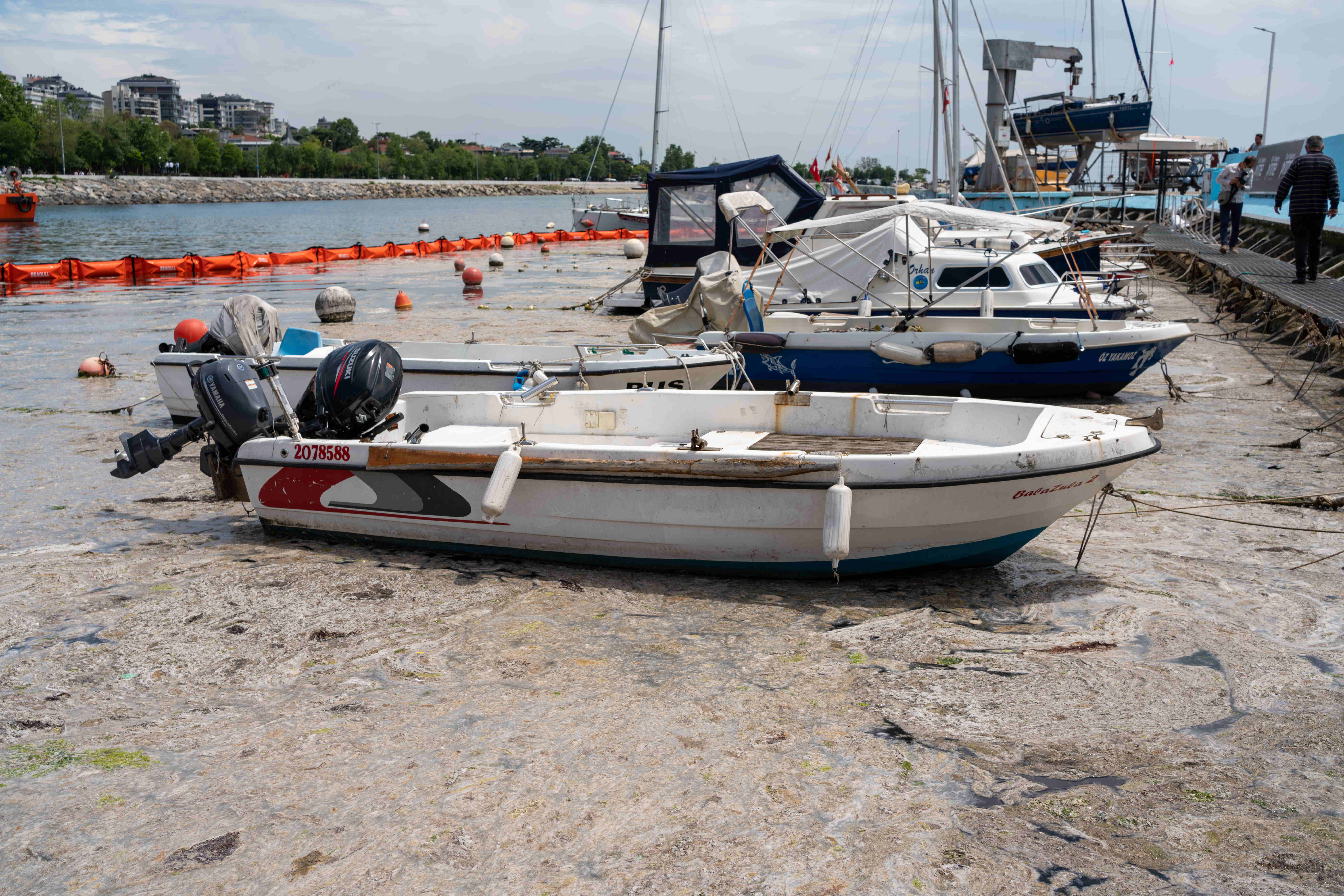 What the Heck Is Sea Snot, Anyway? – Mother Jones