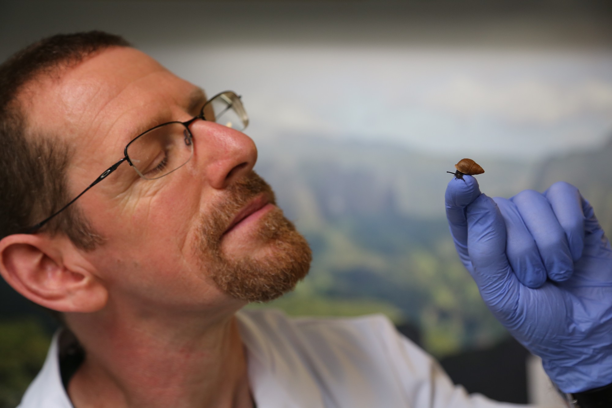 We Can Finally See How Tahiti’s Tiny Tree Snails Evade Fierce Predators ...