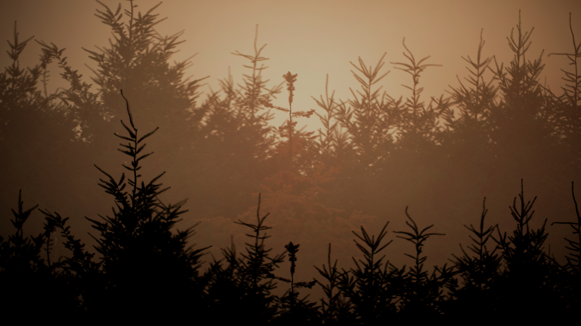 Can We Move Our Forests in Time to Save Them? – Mother Jones