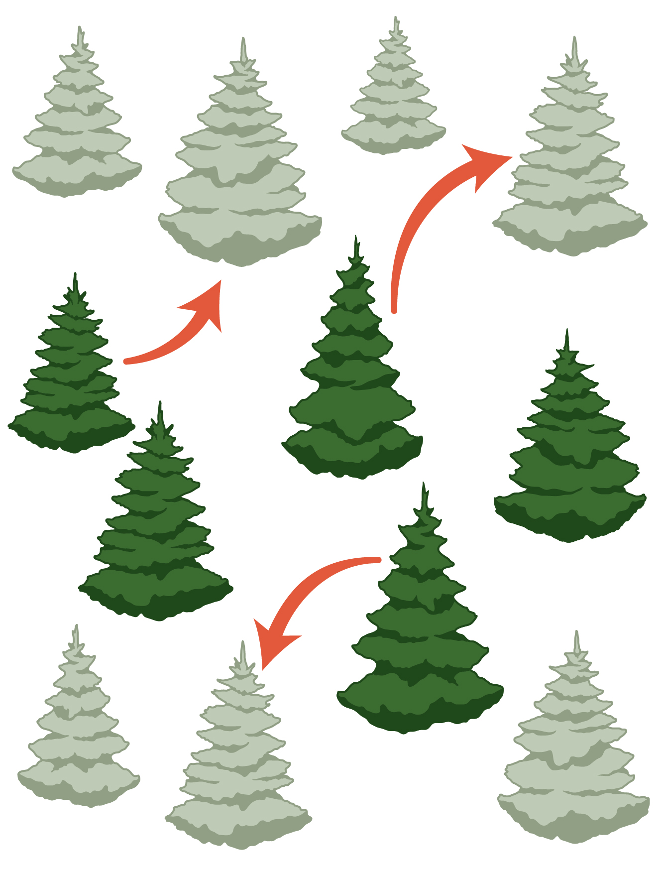 Can We Move Our Forests in Time to Save Them? – Mother Jones