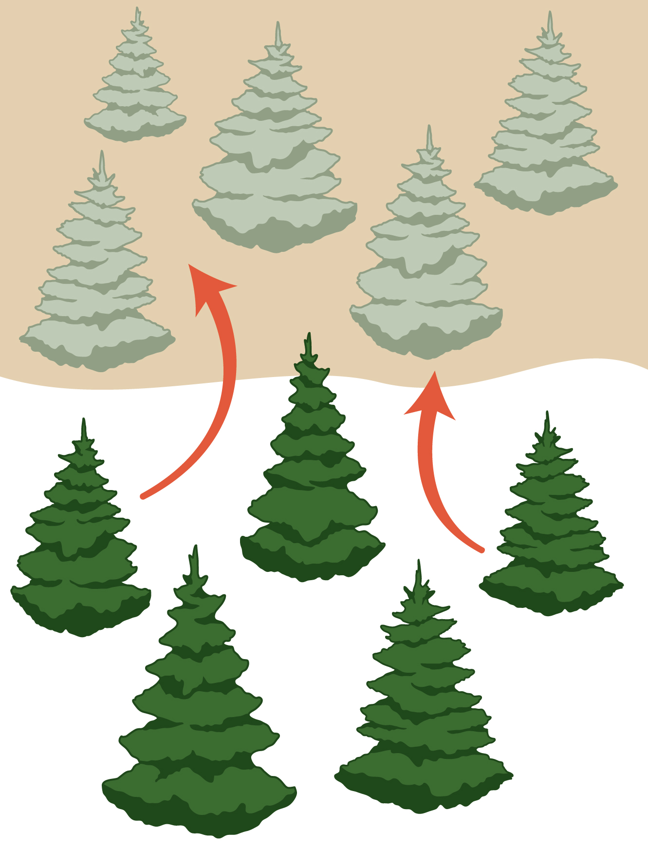 Can We Move Our Forests in Time to Save Them? – Mother Jones