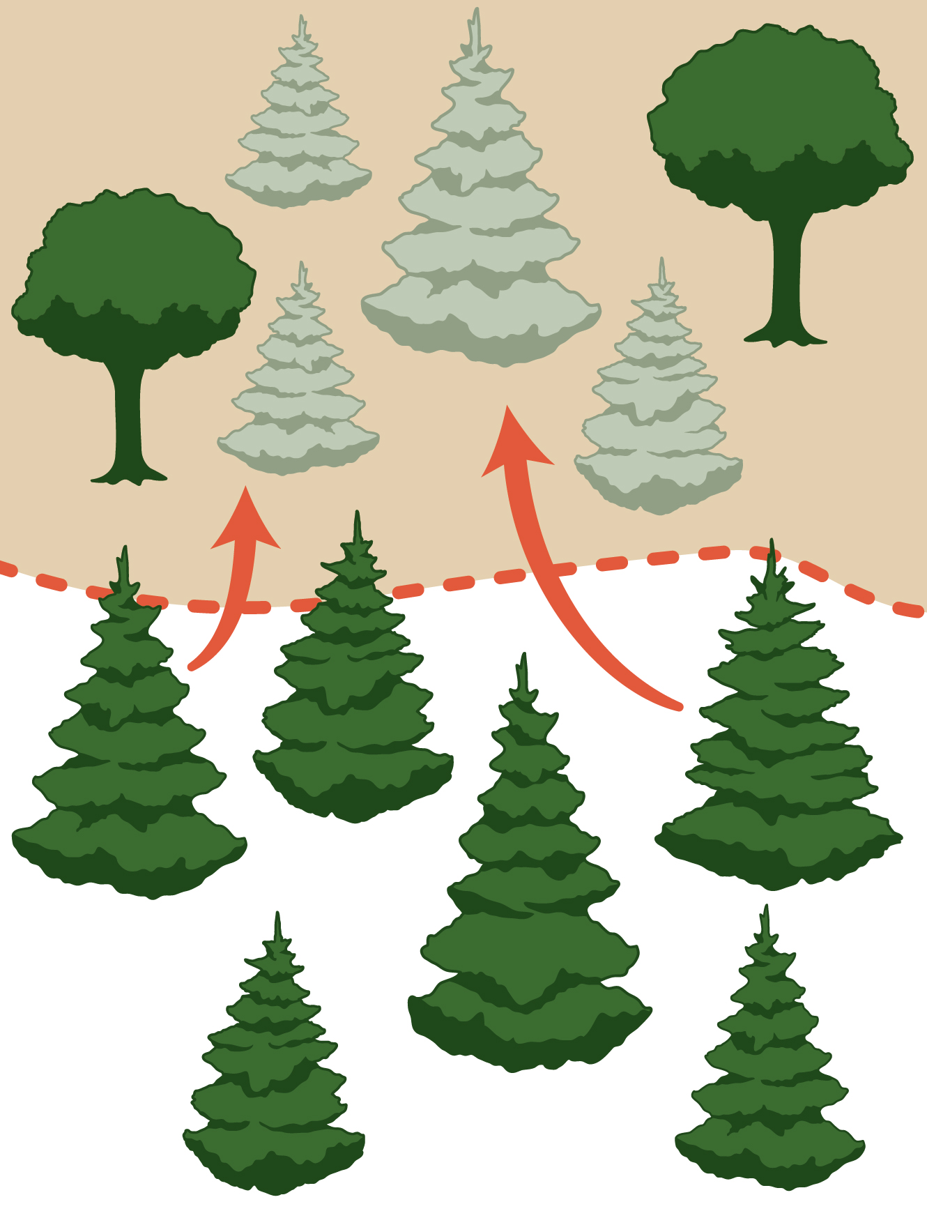 Can We Move Our Forests in Time to Save Them? – Mother Jones