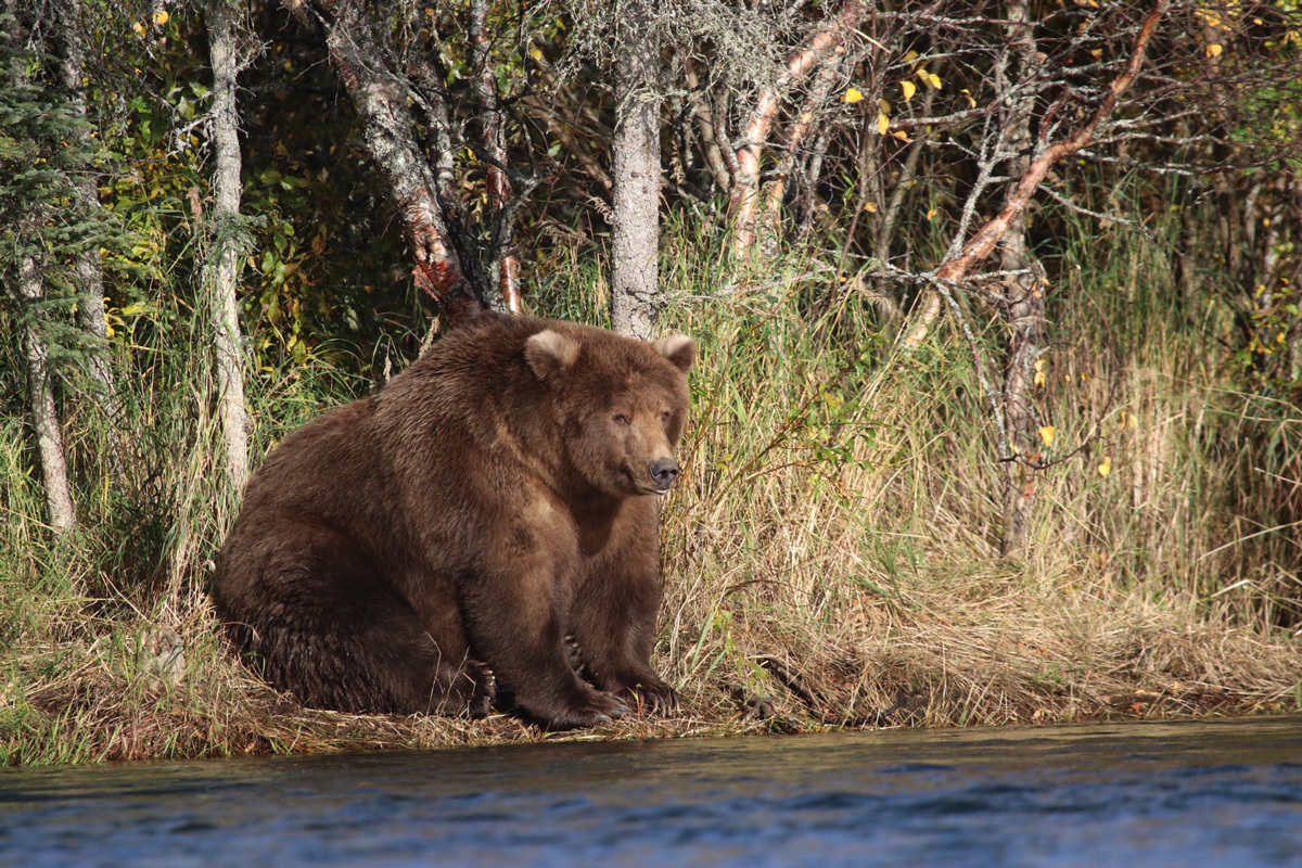 Fat Bears Rule—But Just How Fat Are They? – Mother Jones