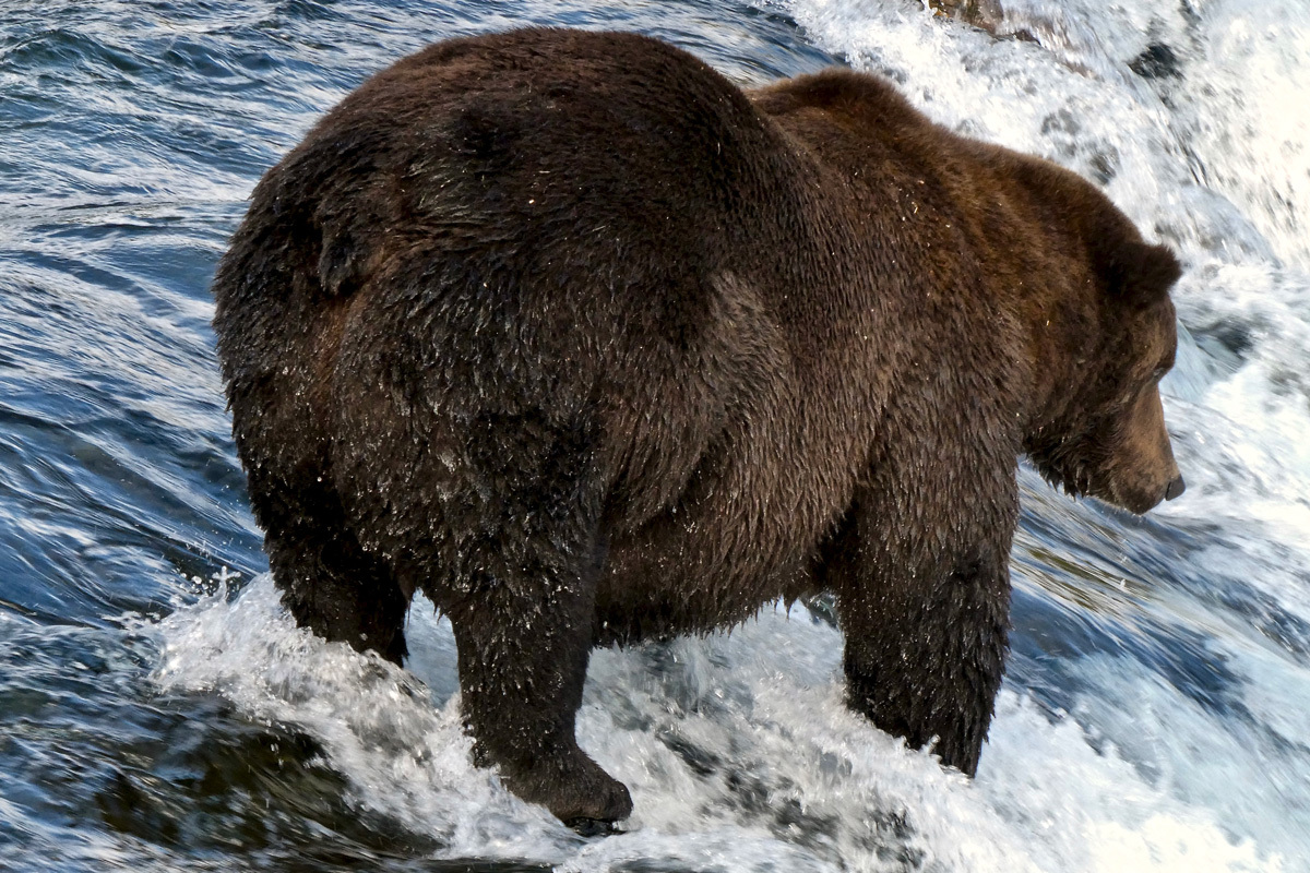 Fat Bears Rule—But Just How Fat Are They? – Mother Jones