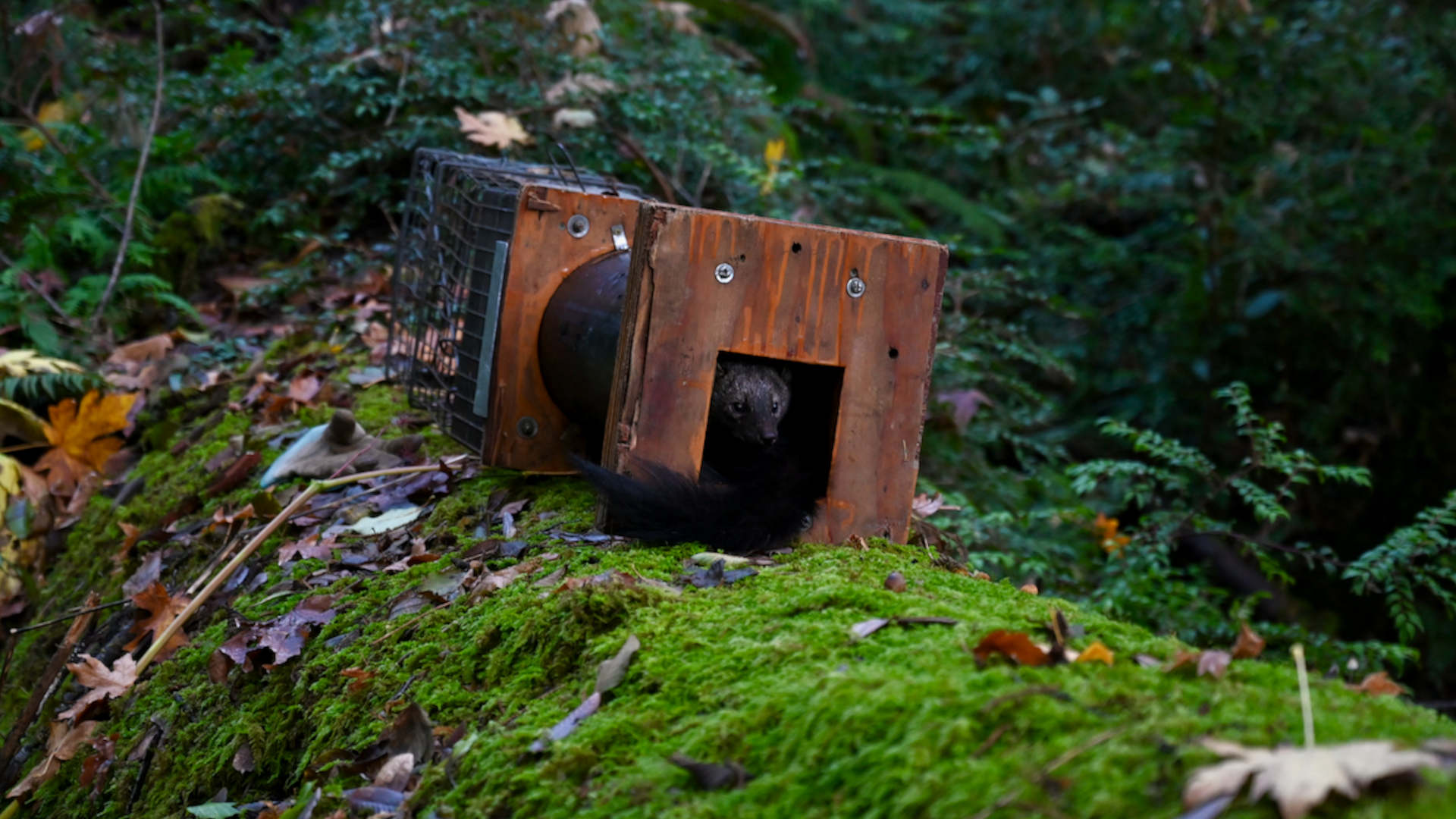 For Intel on This Rare Carnivore, See the Hoopa Valley Tribe – Mother Jones