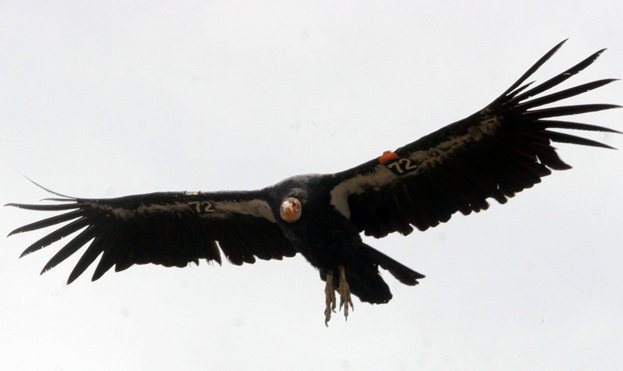 These California Condors Just Did Something No California Condor Has ...