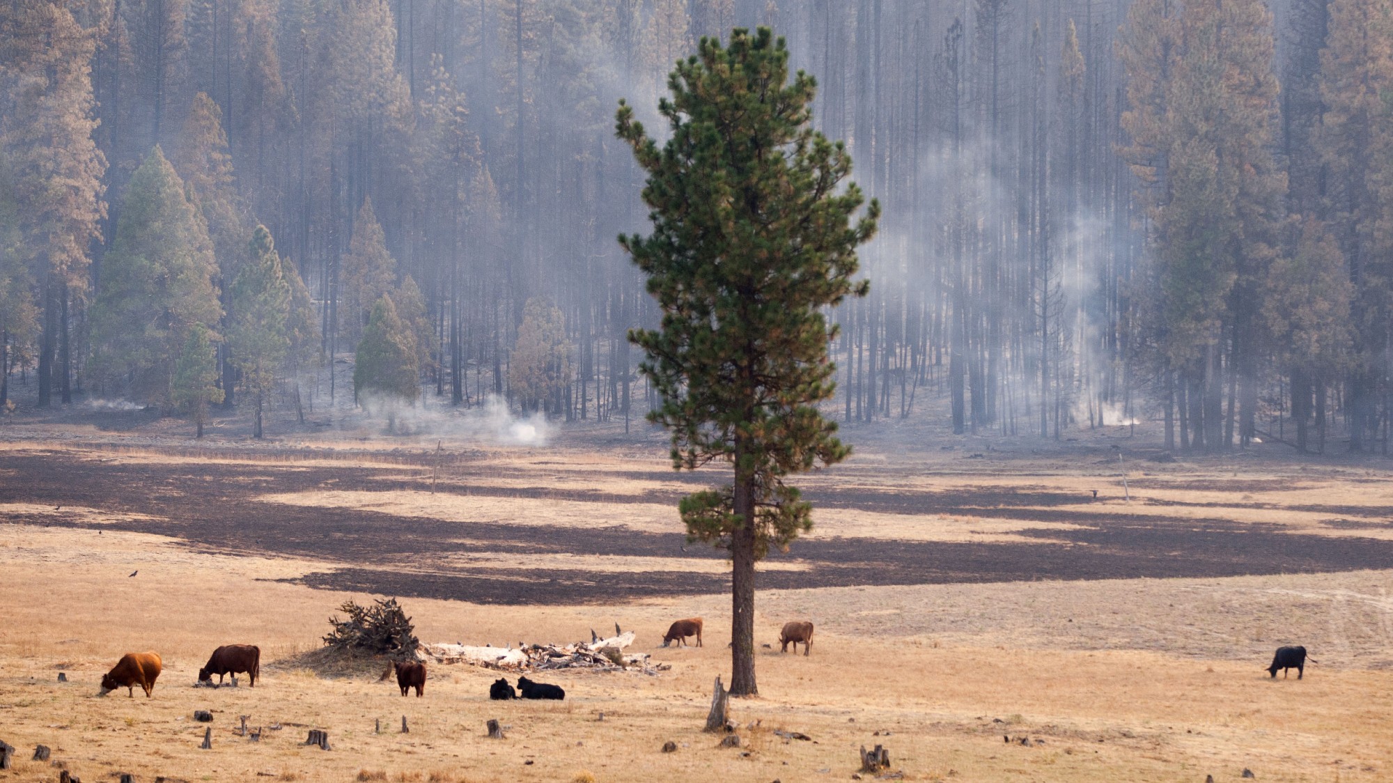 We Know Wildfire Smoke Is Terrible for You. But What Does It Do to Cows ...