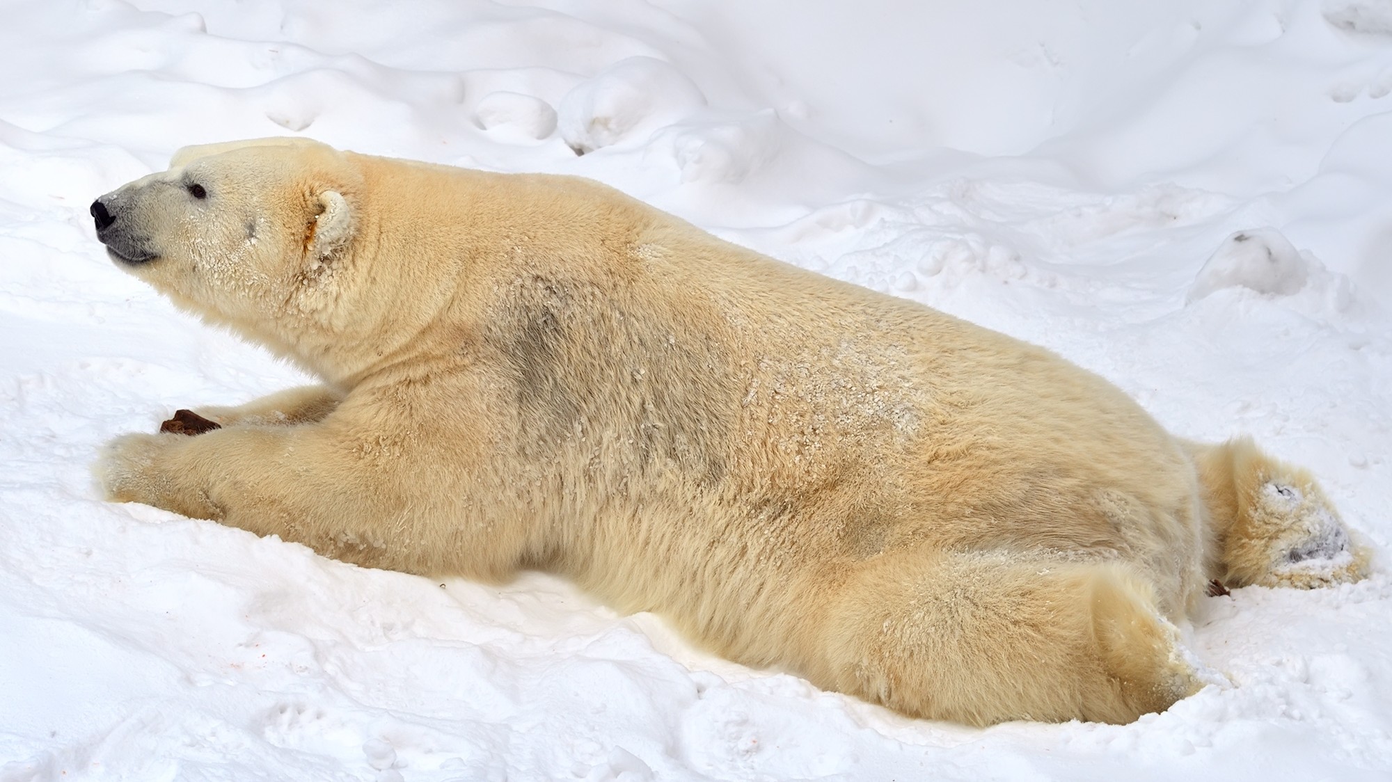 Squirrels Do This All the Time. It’s Cool. – Mother Jones