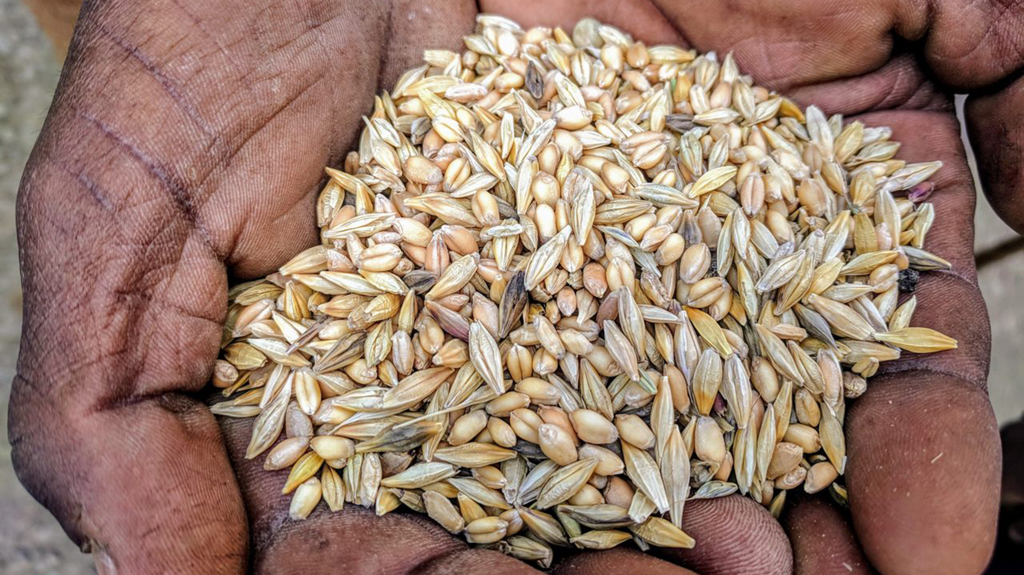 This Nearly Lost Ancient Grain Tradition Could Be the Future of Farming ...