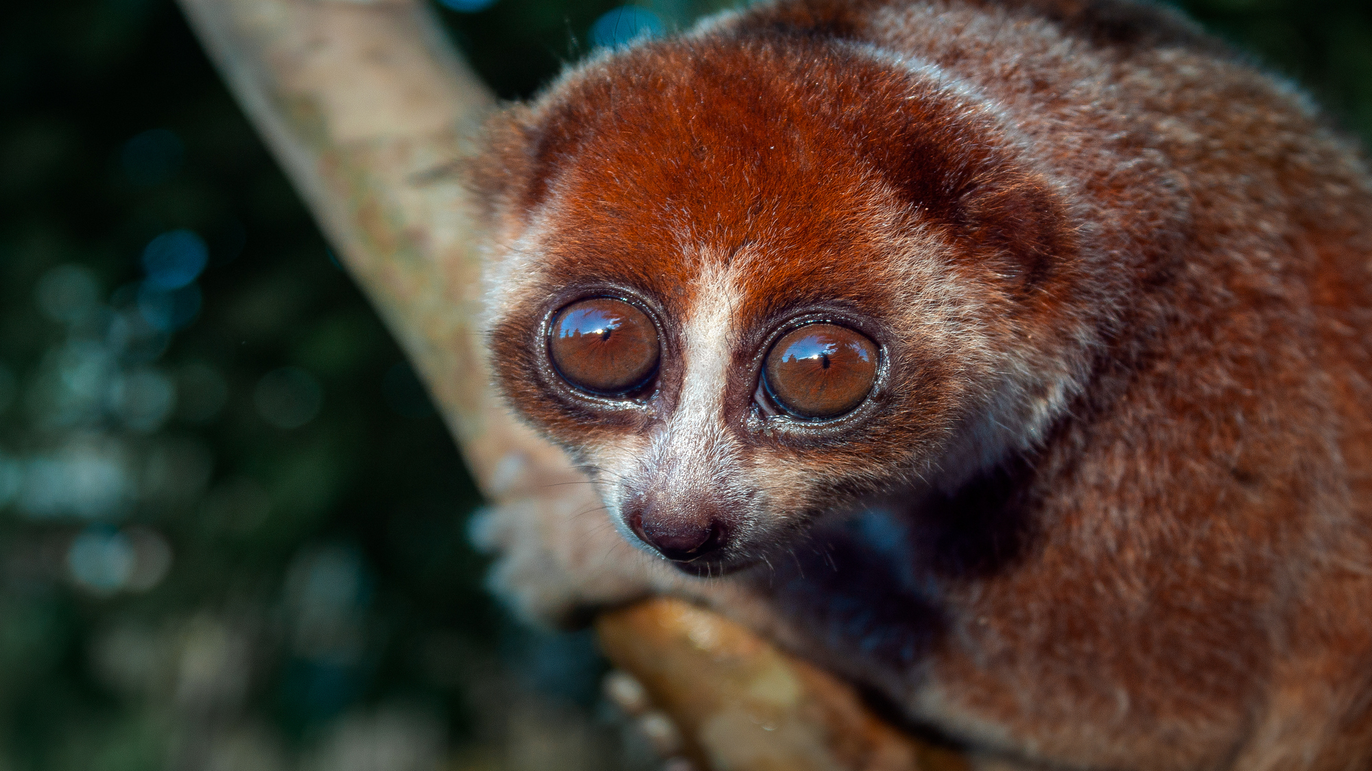 Madagascar’s Unique Creatures Face a Wave of Extinction – Mother Jones