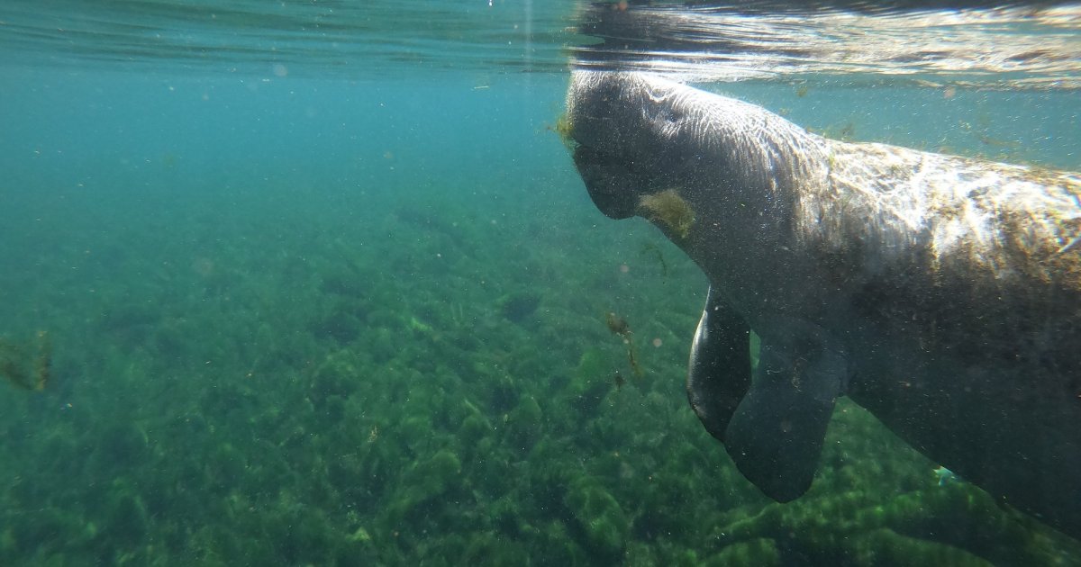 Jimmy Buffett’s Music Lives On, but What of His Beloved Manatees? – Mother Jones