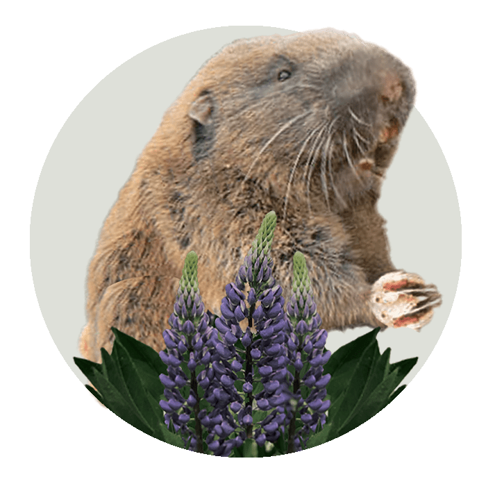 The Wolverine and the Waitlist – Mother Jones