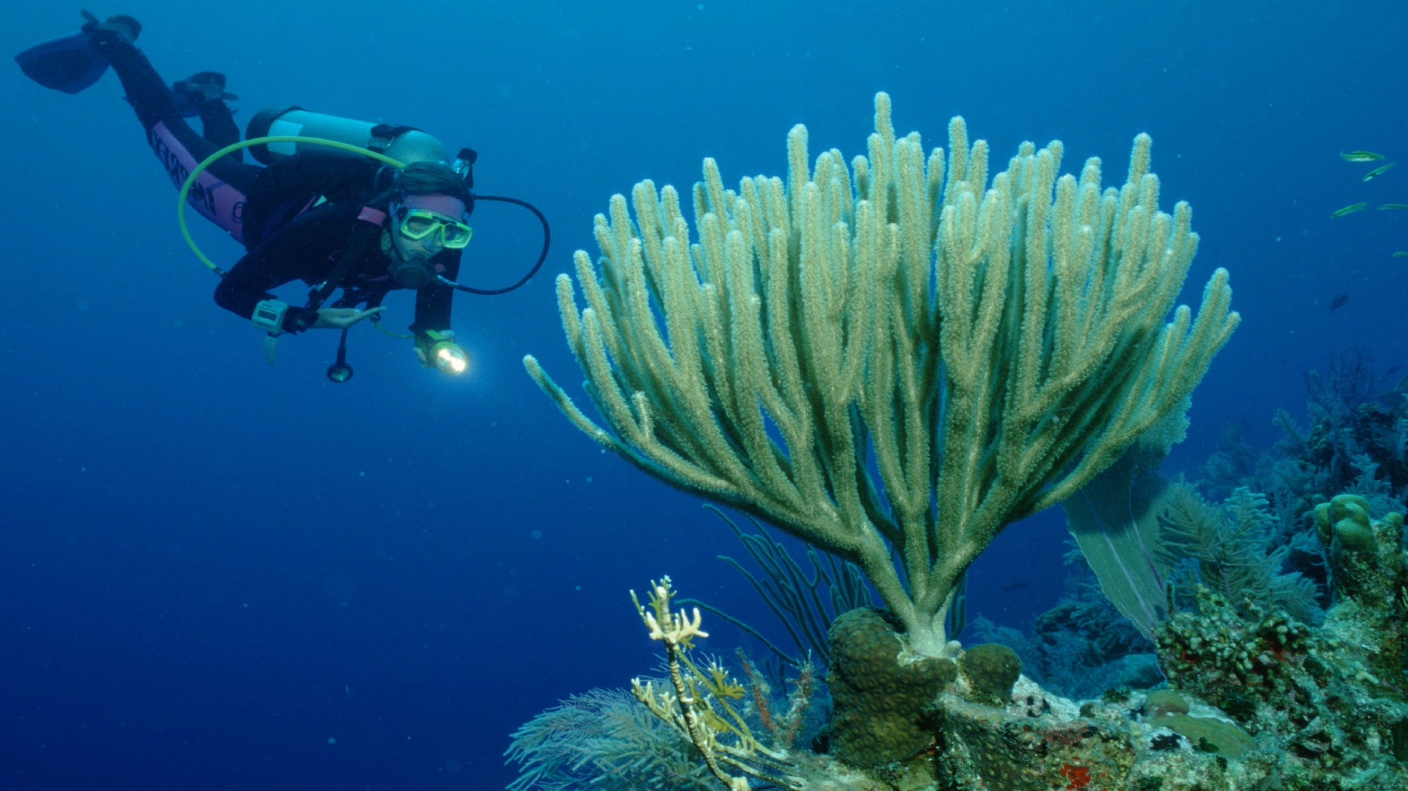 Coral Reefs Are Getting Sick, and This Human Medicine Might Help ...