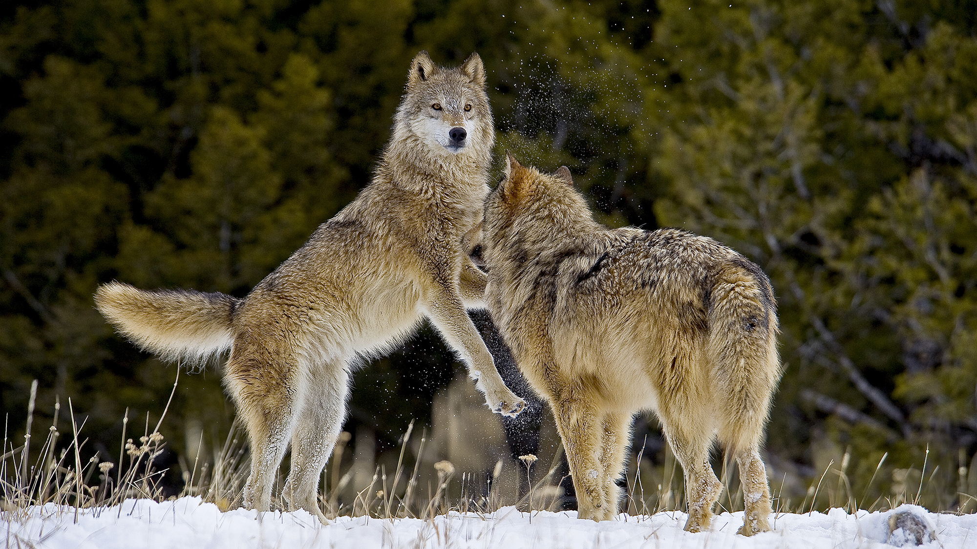 Legalizing Wolf Hunting in the US West Does Little to Prevent Livestock ...