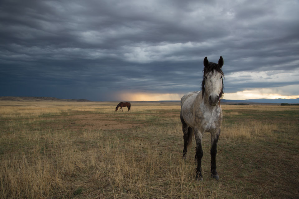 These Photos Will Make You Want to Quit Your Job and Ride a Mustang ...