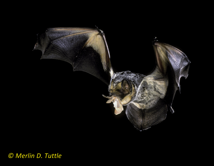 These Bats Look Exactly Like Teddy Bears and Cute Little Piggies ...