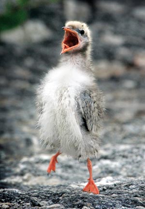 Something Is Seriously Wrong on the East Coast—and It’s Killing All the ...