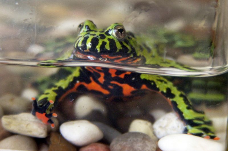 This Week in Frog (Take That Domino and Inkblot) – Mother Jones