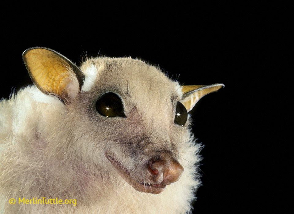 Think Bats Are Creepy? Well, Check Out These Adorable Photos. – Mother ...