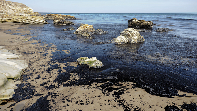 These Photos of Sea Creatures Soaked by Oil in California Will Break ...
