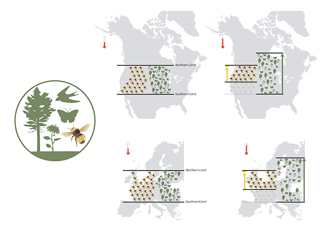 Here’s Why All the Bees Are Dying – Mother Jones