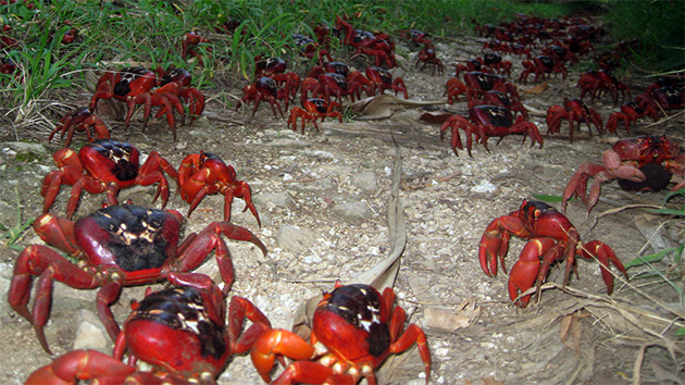A Tiny Island. Millions of Crabs. Terrifyingly Awesome Photos. – Mother ...